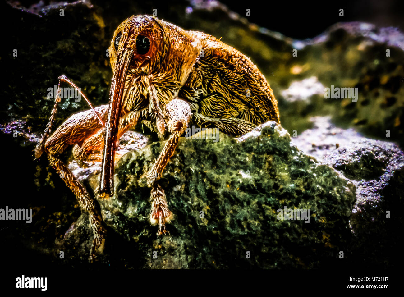 Amazing world of insects hi-res stock photography and images - Alamy
