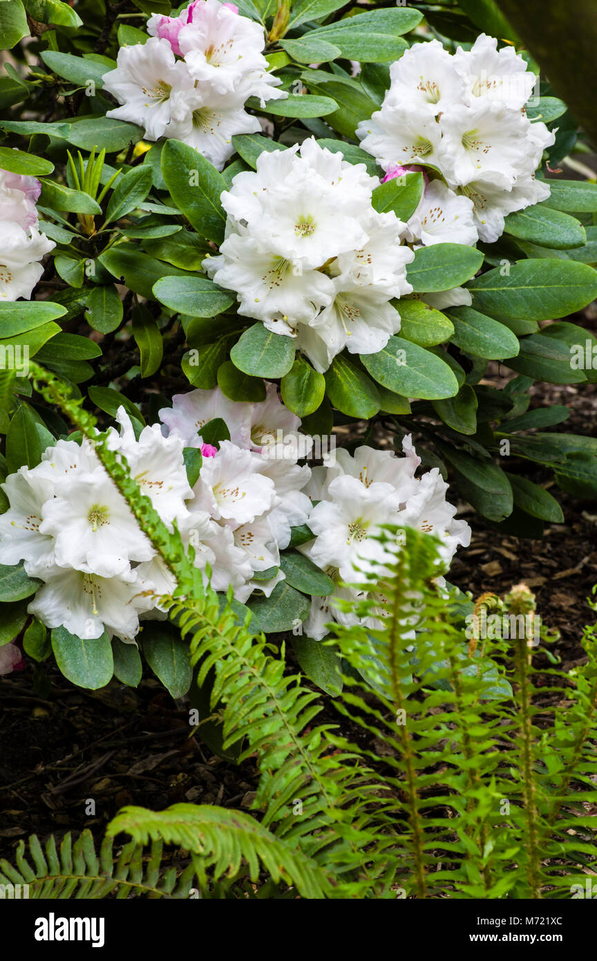 Rhododendron flowers in full bloom at the Crystal Springs Rhododendron ...