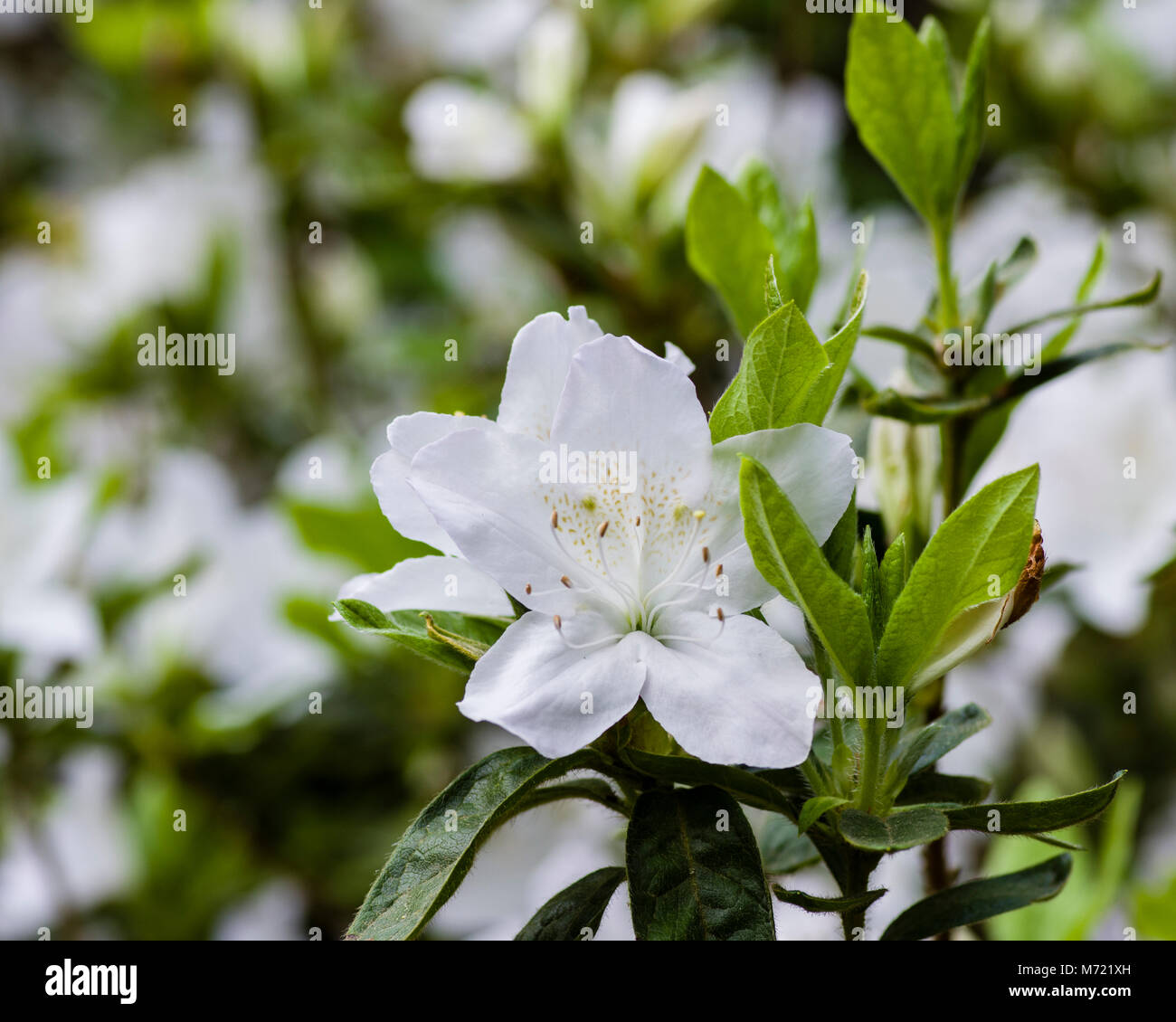 Rhododendron flowers in full bloom at the Crystal Springs Rhododendron ...