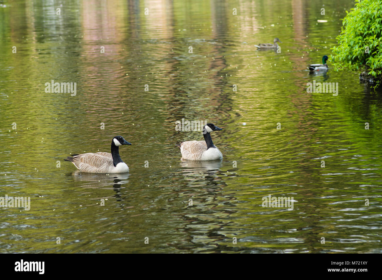 A pair of Canada Geese on the lake at Crystal Springs Rhododendron ...