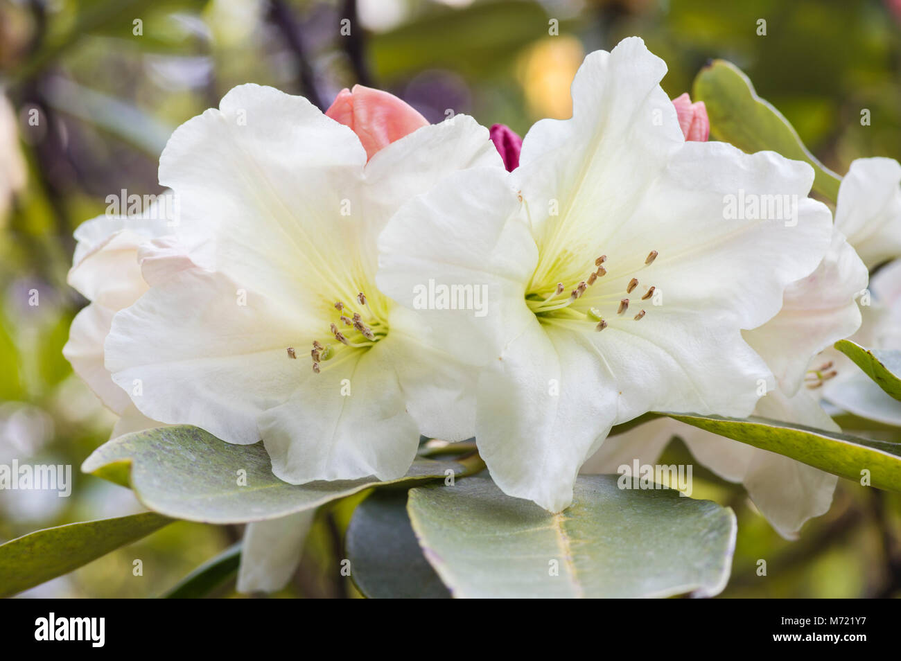 Rhododendron flowers in full bloom at the Crystal Springs Rhododendron ...
