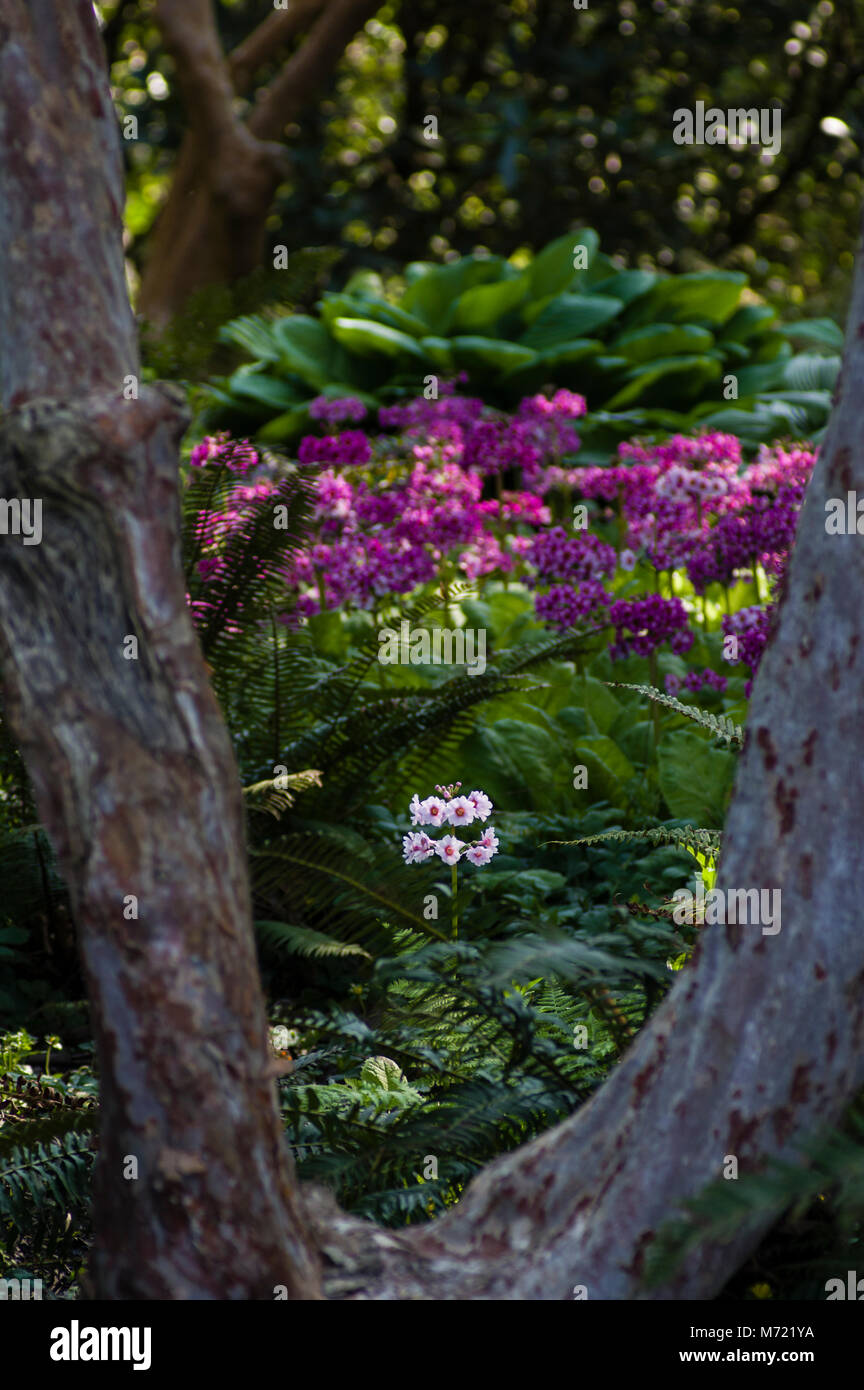 A single Primrose flower framed by a tree branch in the Crystal Springs ...