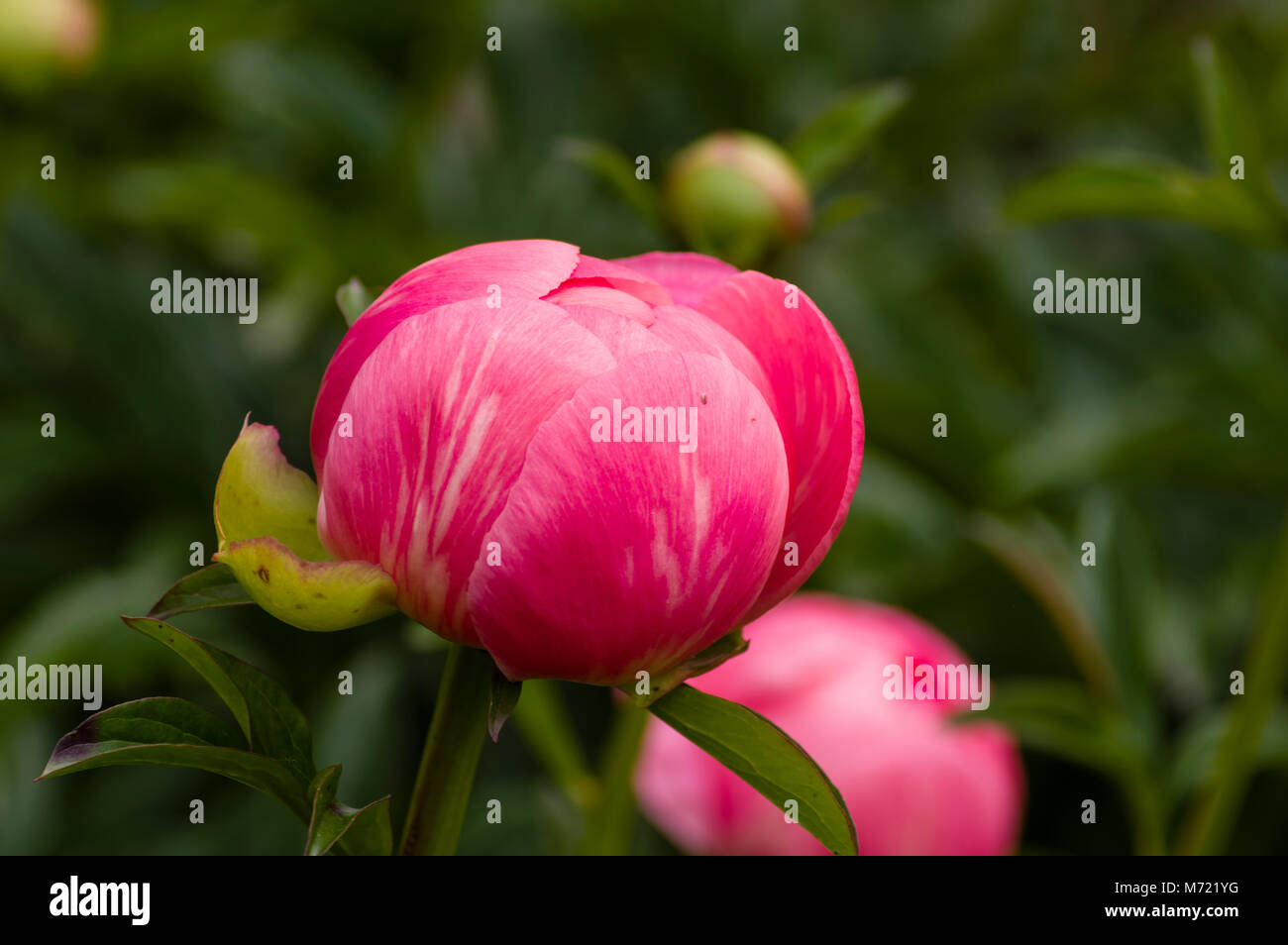 Pink Peony flower just opening from a bud in the garden Stock Photo - Alamy