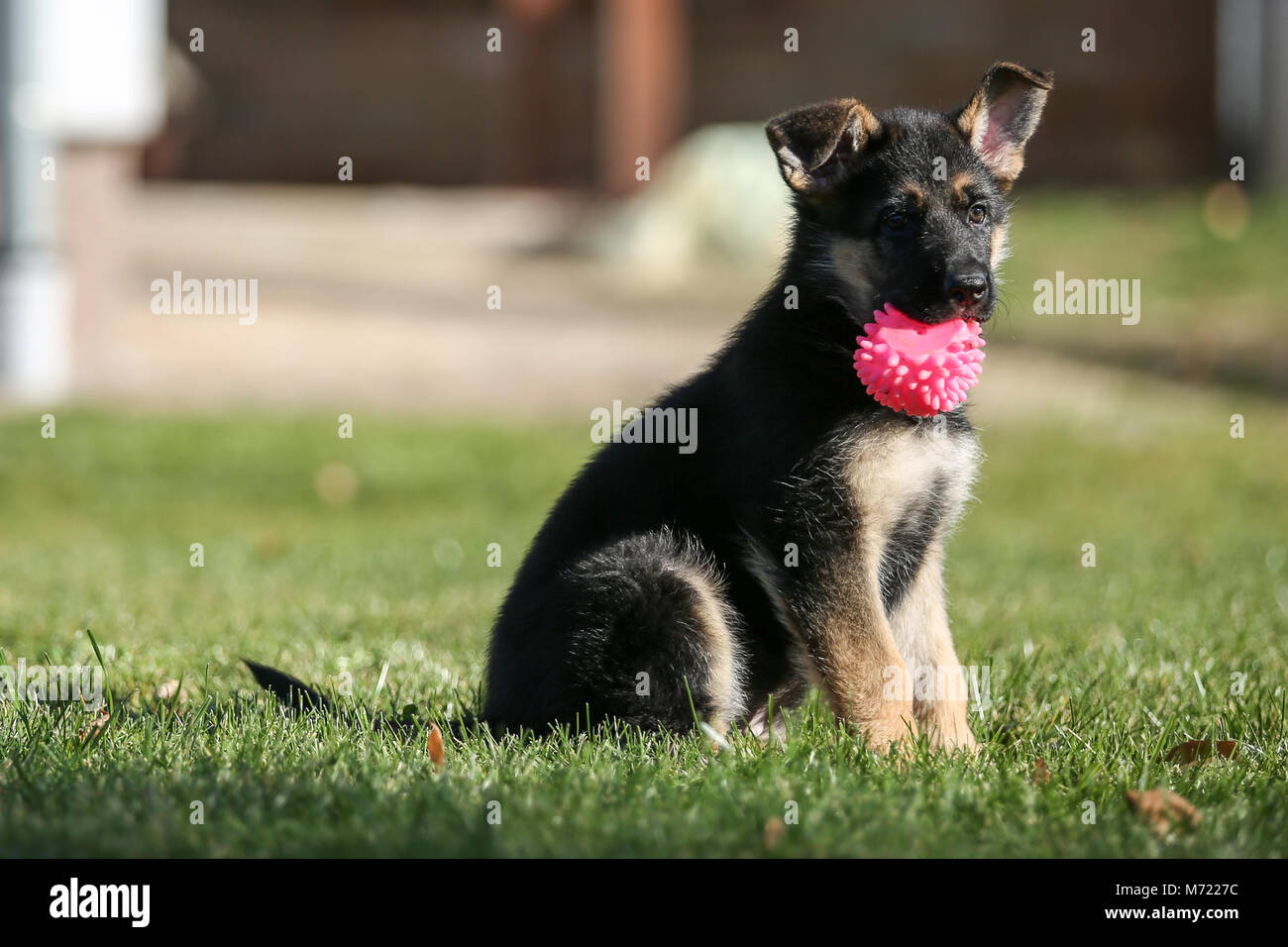 German Shepherd puppy playing with her ball Stock Photo - Alamy