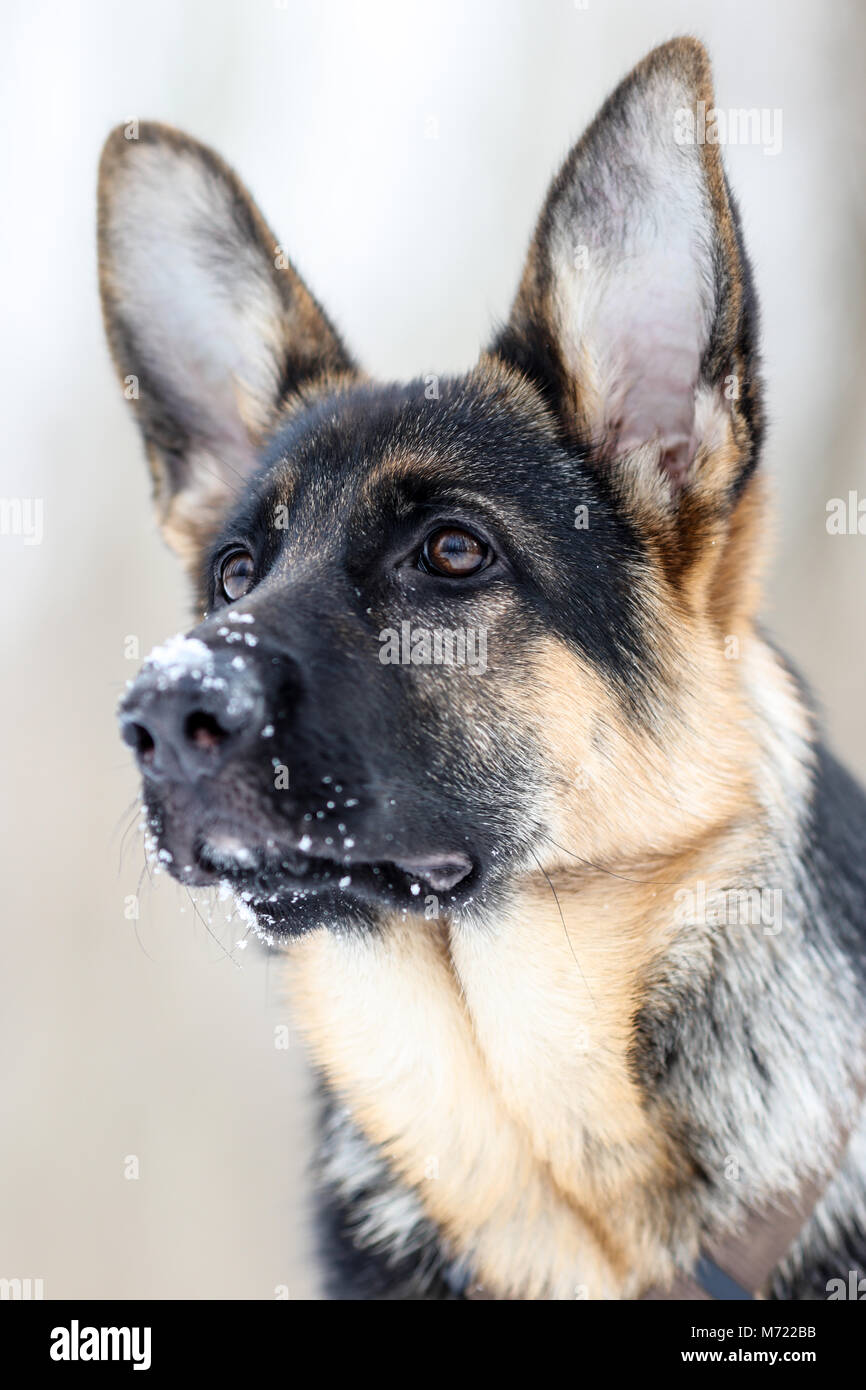 German Shepherd look Stock Photo - Alamy