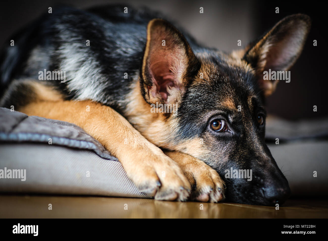 German shepherd dog sleeping hi-res stock photography and images - Alamy