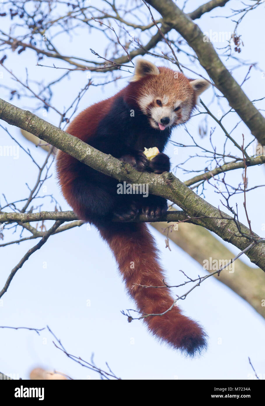 Red panda eating apple hi-res stock photography and images - Alamy
