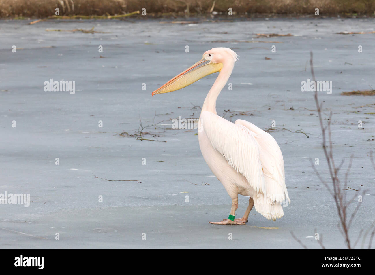 Confused bird species hi-res stock photography and images - Alamy