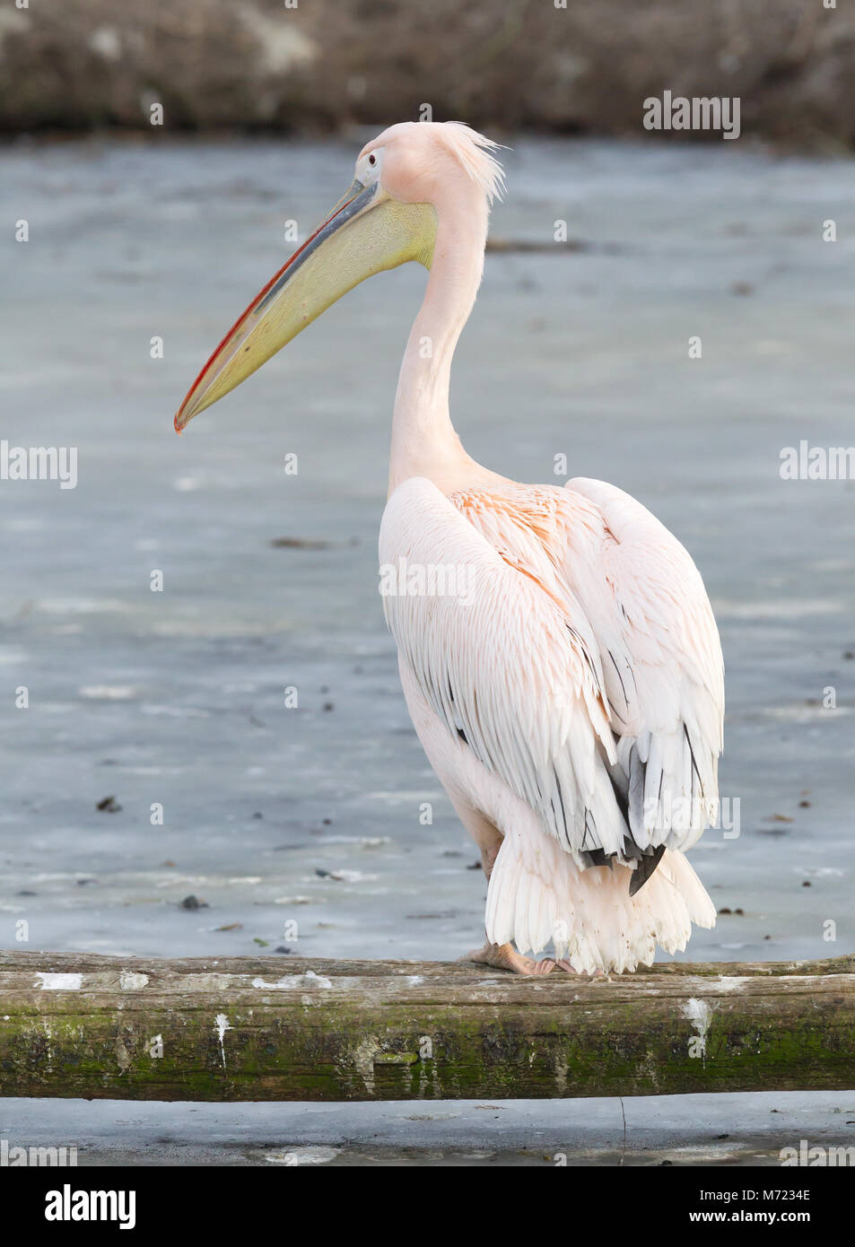 Confused bird species hi-res stock photography and images - Alamy