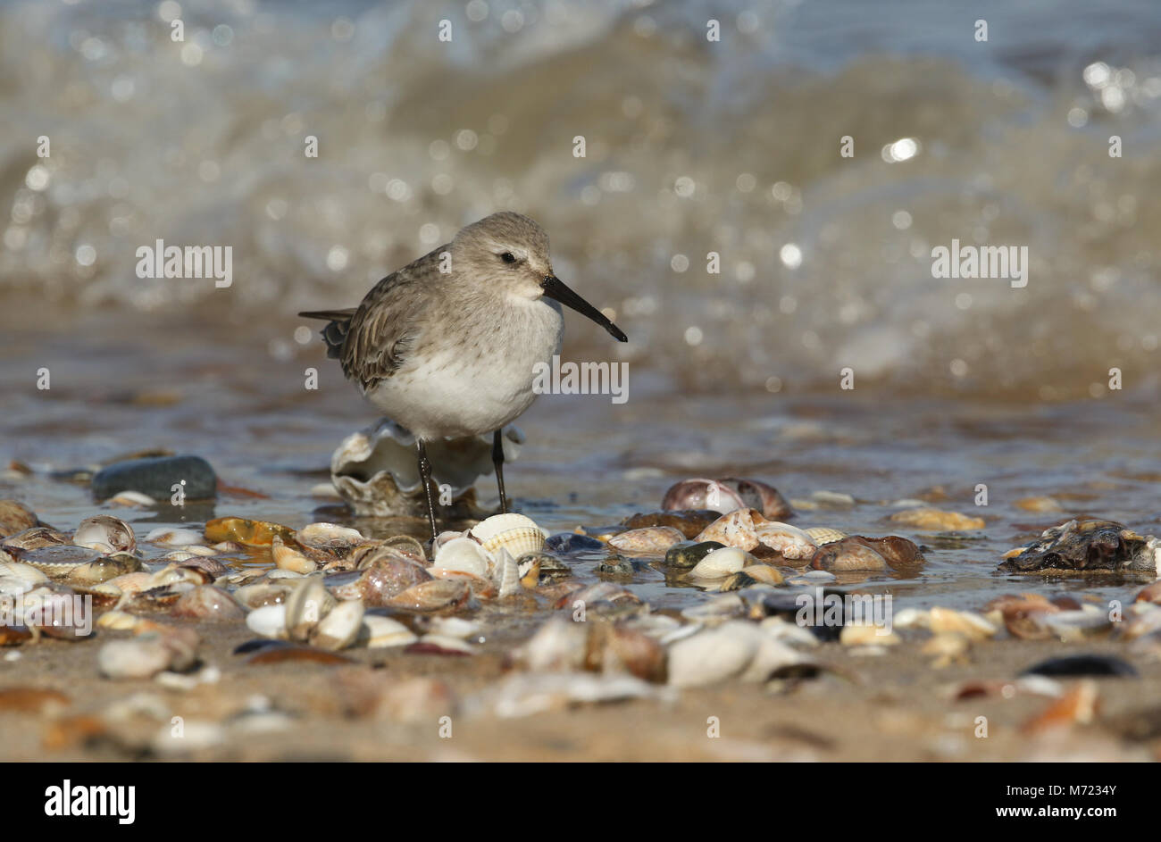Dunlin kent winter hi-res stock photography and images - Alamy