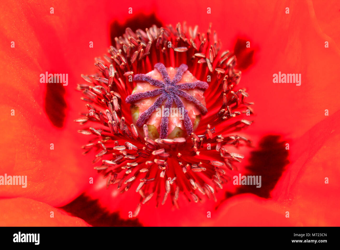 beautiful flower of red poppy. pistil and stamens. Ripening Stock Photo ...