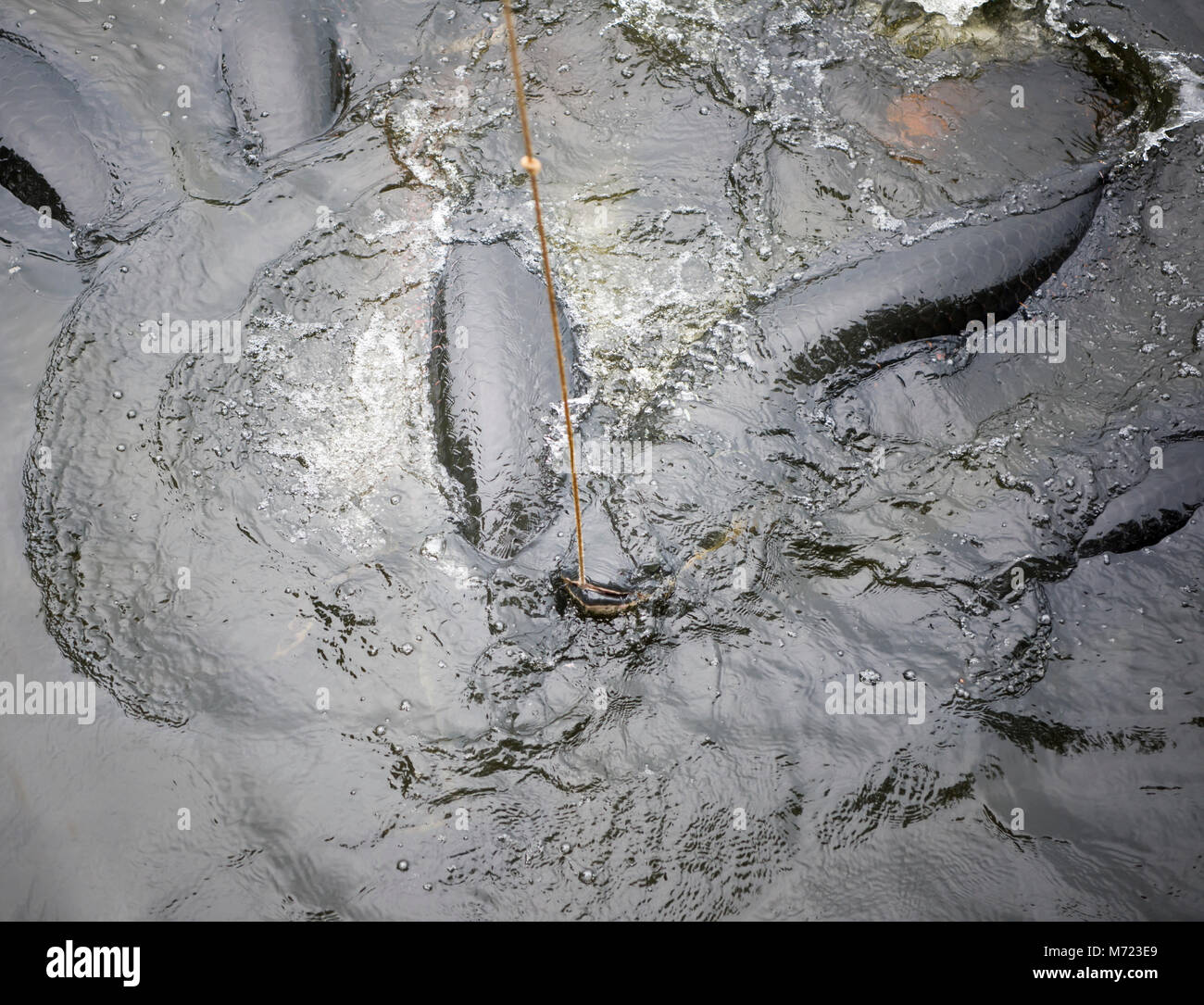 Arapaima gigas amazon hi-res stock photography and images - Alamy