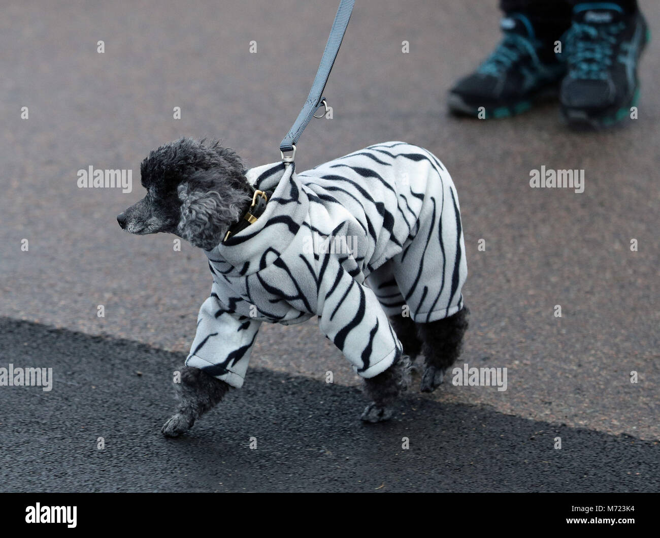 A dog wears a zebra print coat as it arrives with its owner arrive for ...