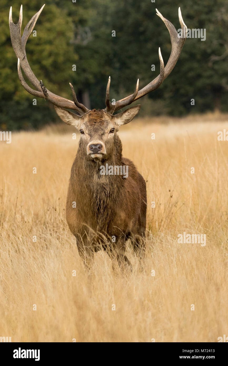 Stag head hi-res stock photography and images - Alamy