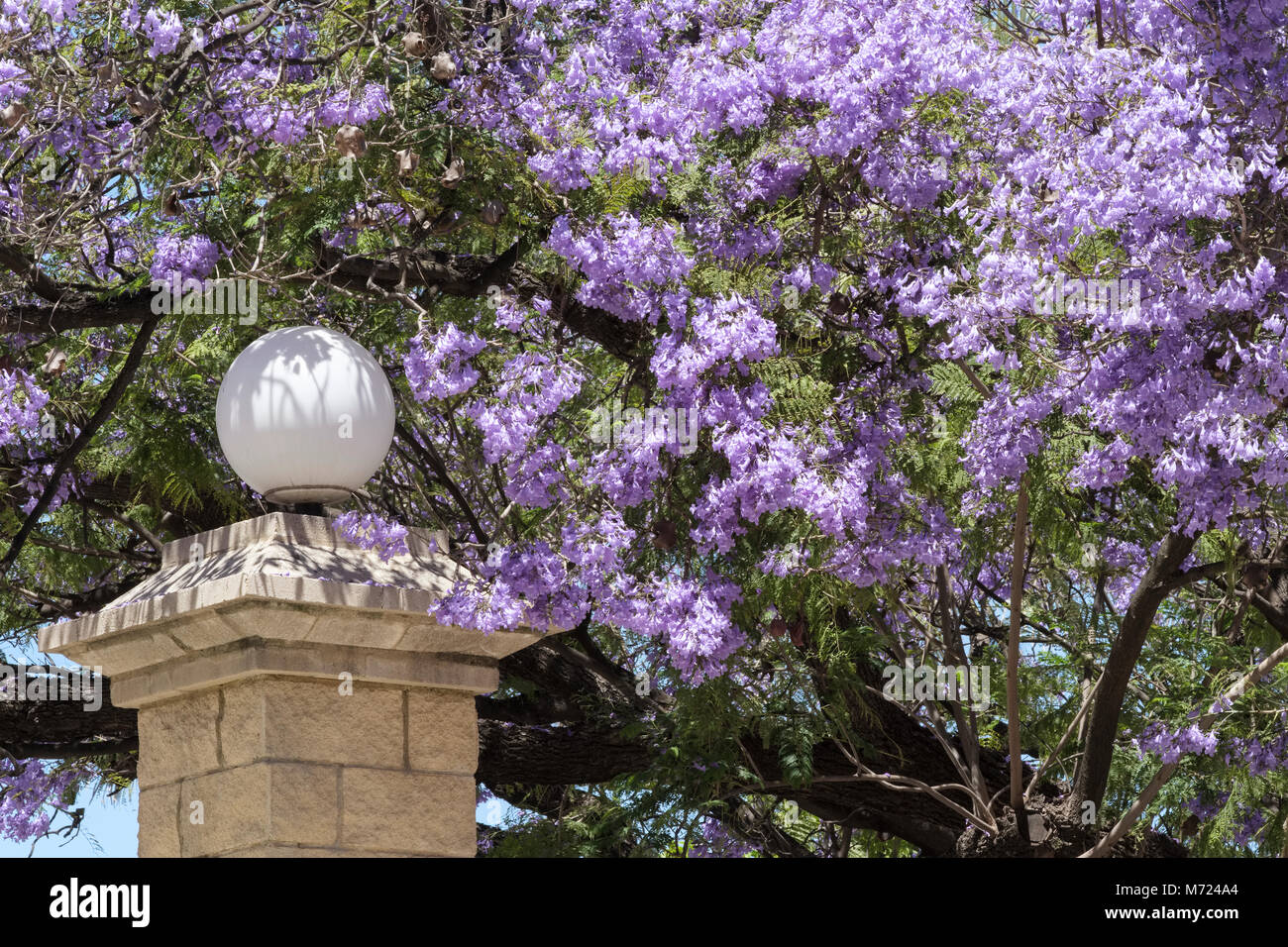 Jacaranda trees spain hi-res stock photography and images - Alamy