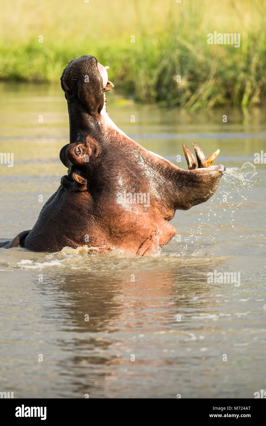 Hippo at Tubu Tree Camp Botswana Stock Photo - Alamy