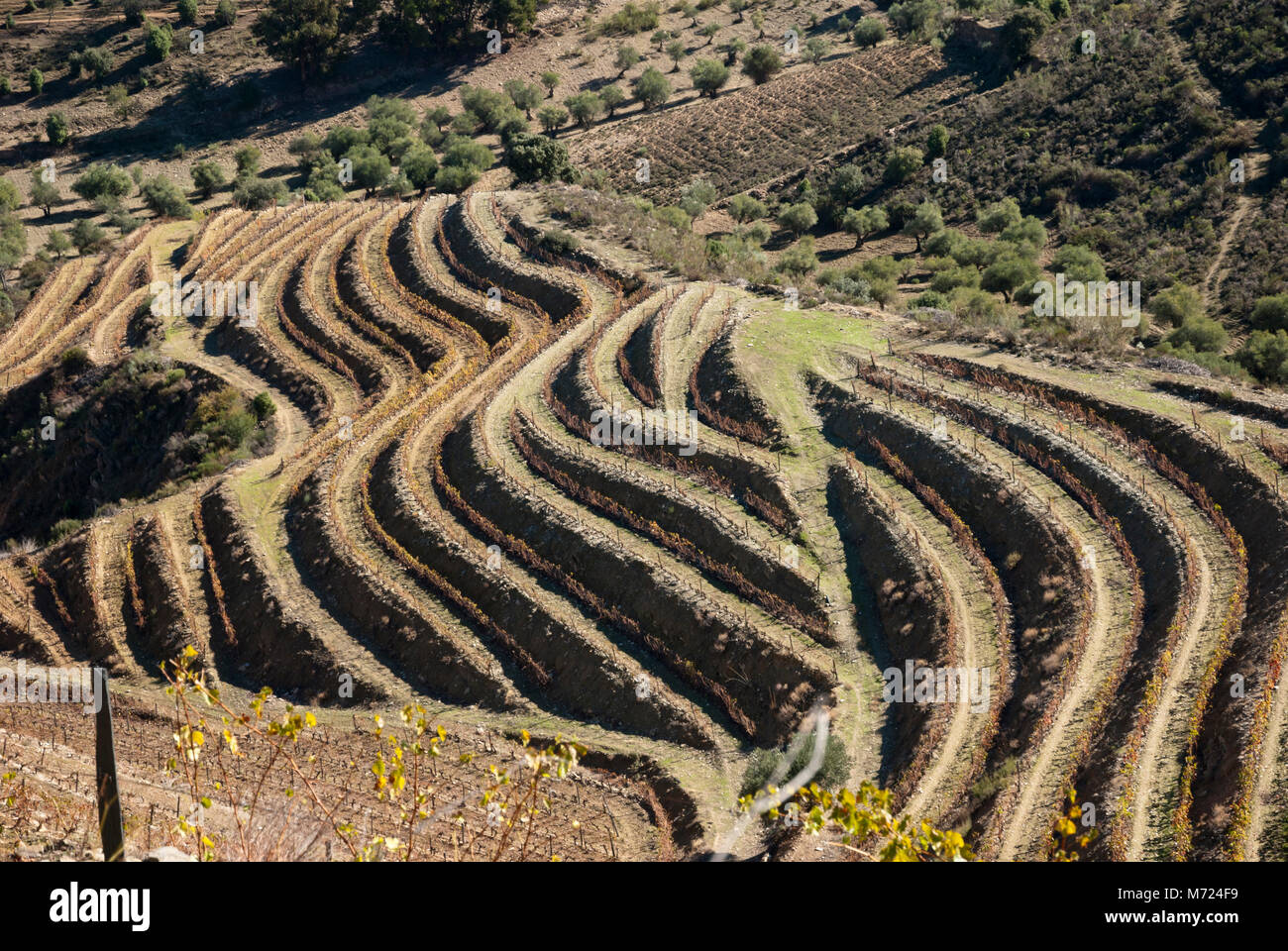 Vineyards at Douro river valley in autumn, Uncesco world heritage ...