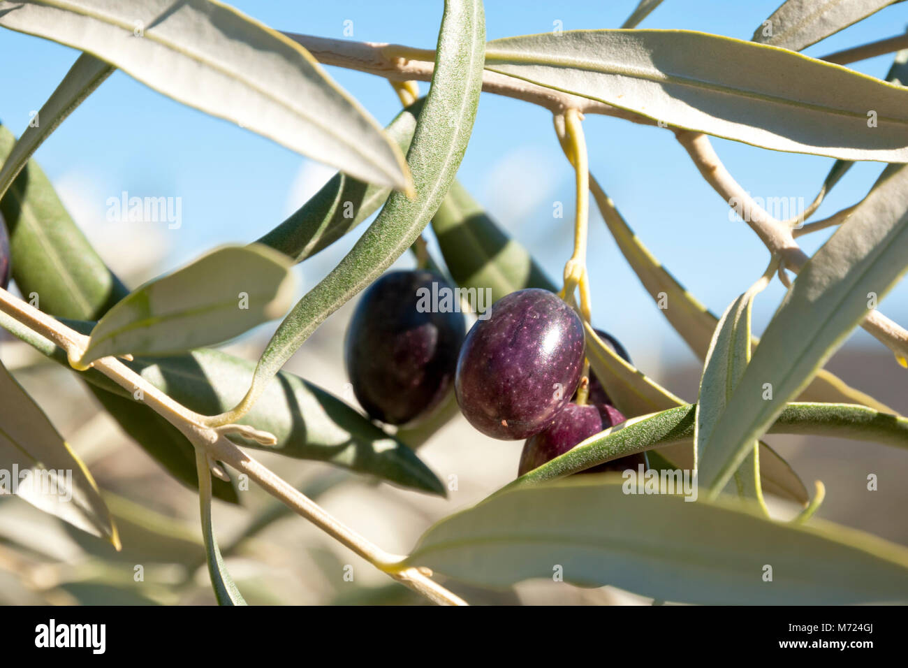 Olives growing on the olive tree Stock Photo - Alamy