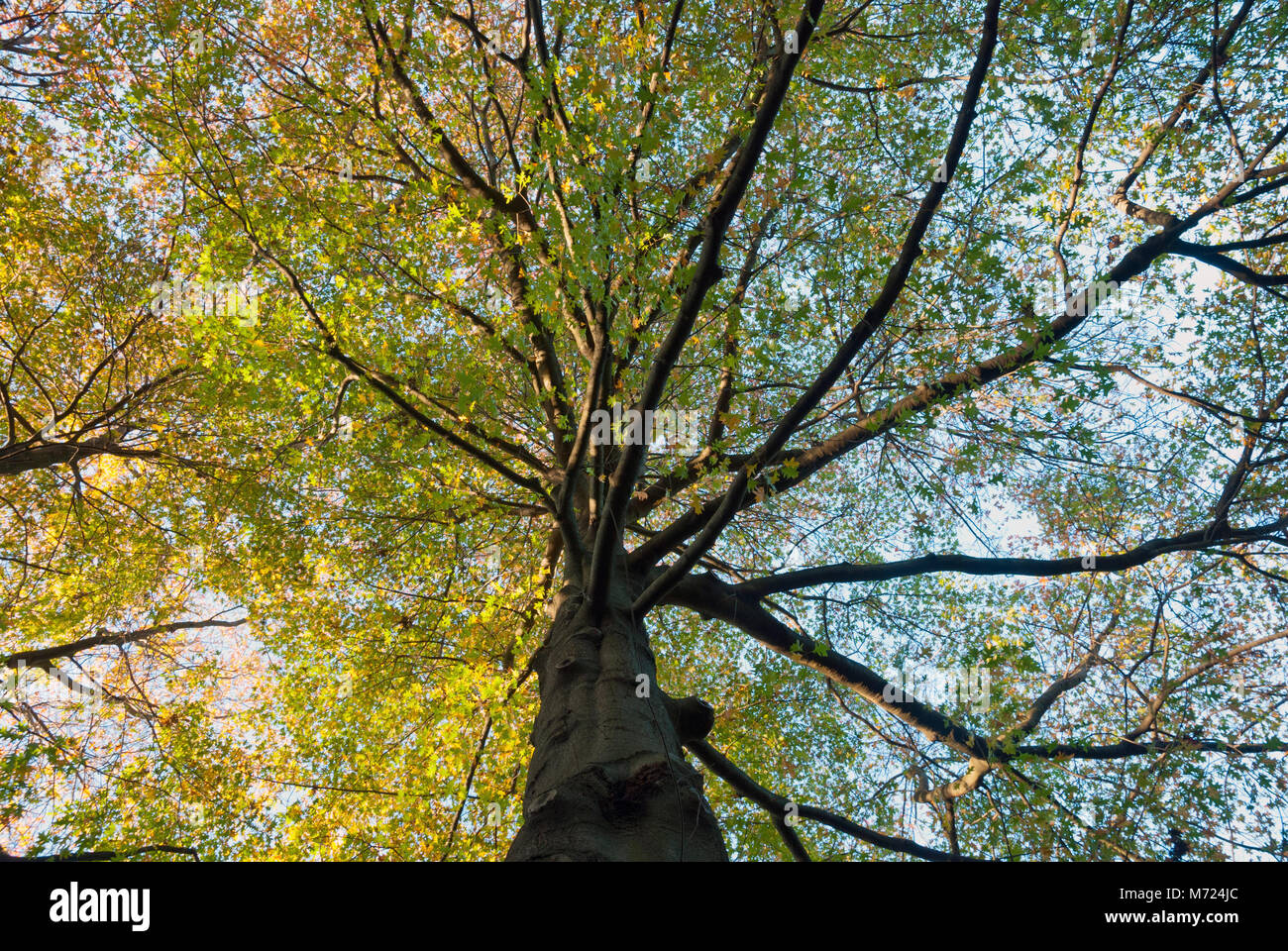 Northern red oak tree hi-res stock photography and images - Alamy