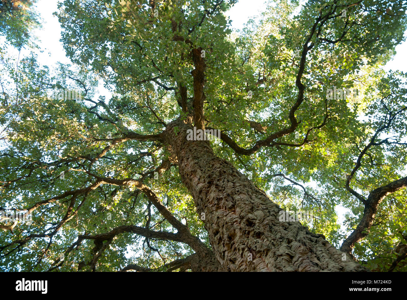 Old cork oak tree growing Stock Photo - Alamy