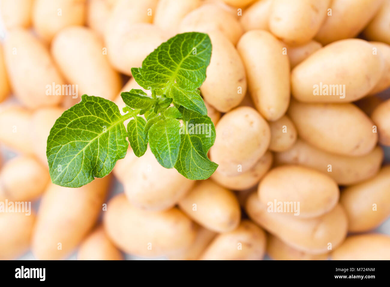 Potato plant growing on bulbs background Stock Photo - Alamy