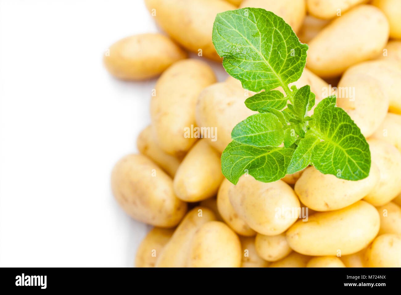 Potato plant growing on bulbs background Stock Photo - Alamy