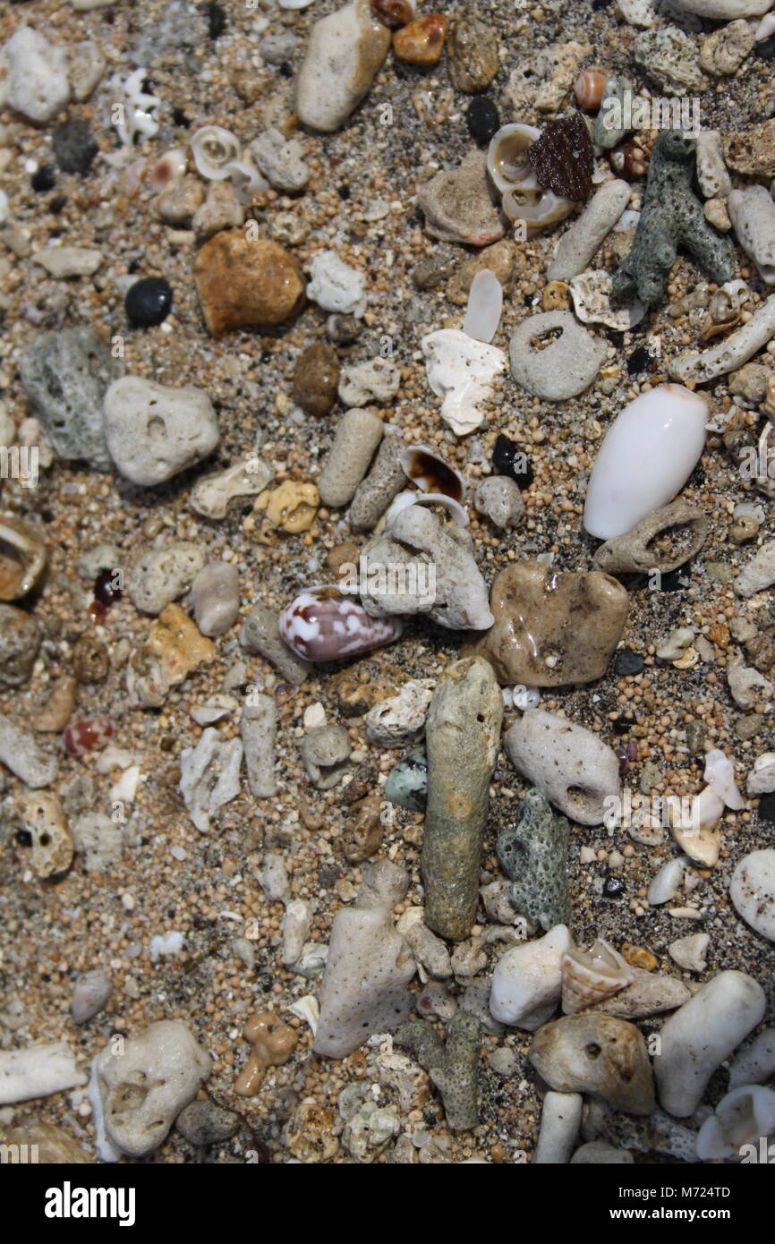 Sea shells at the beach Stock Photo - Alamy