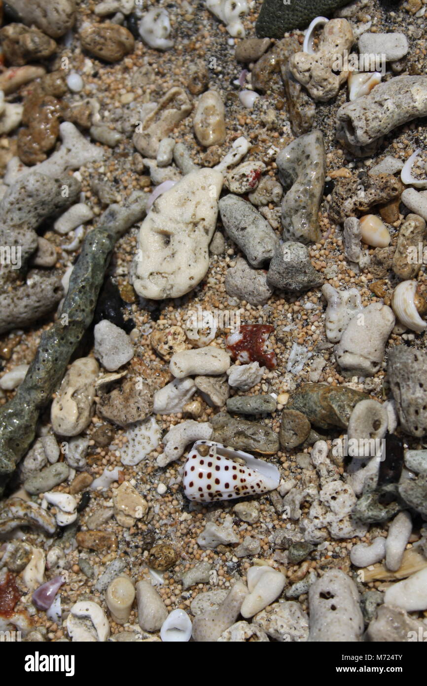 Sea shells at the beach Stock Photo - Alamy