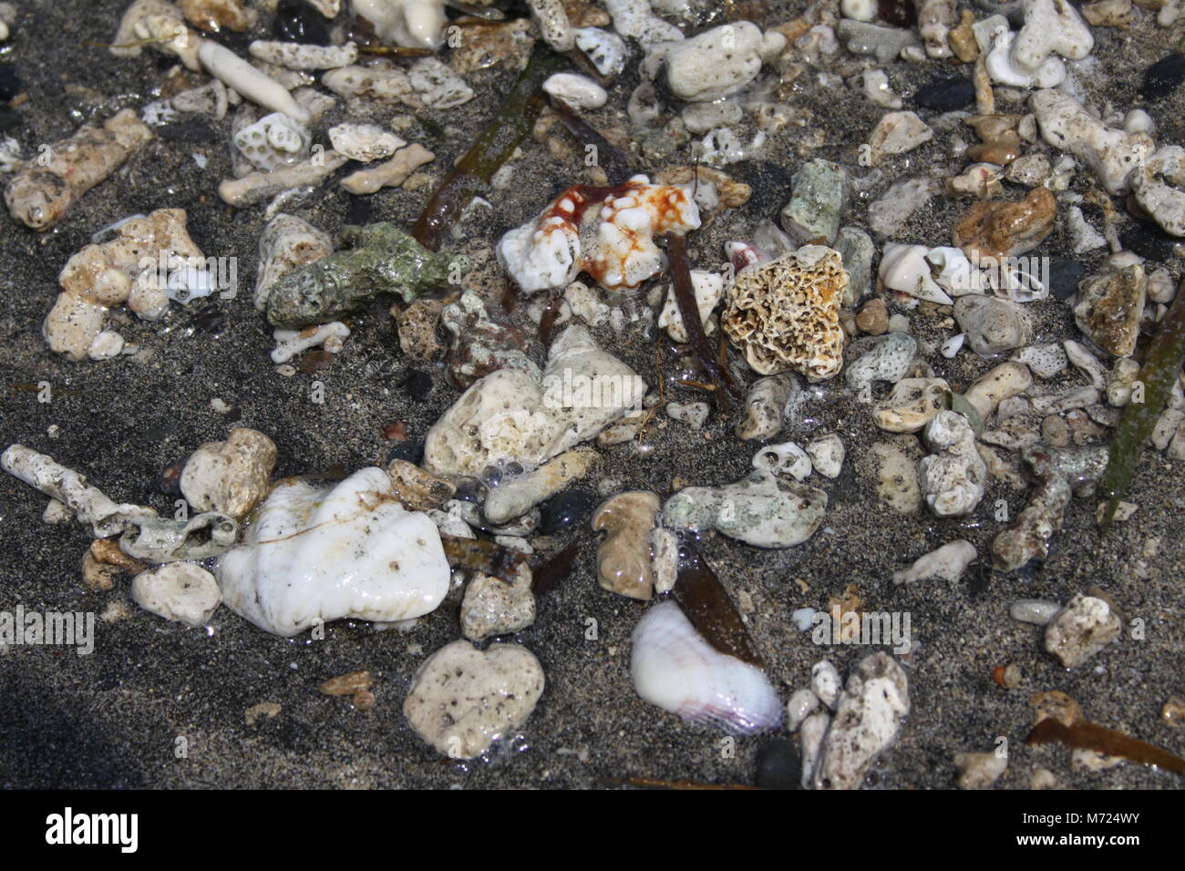 Sea shells at the beach Stock Photo - Alamy