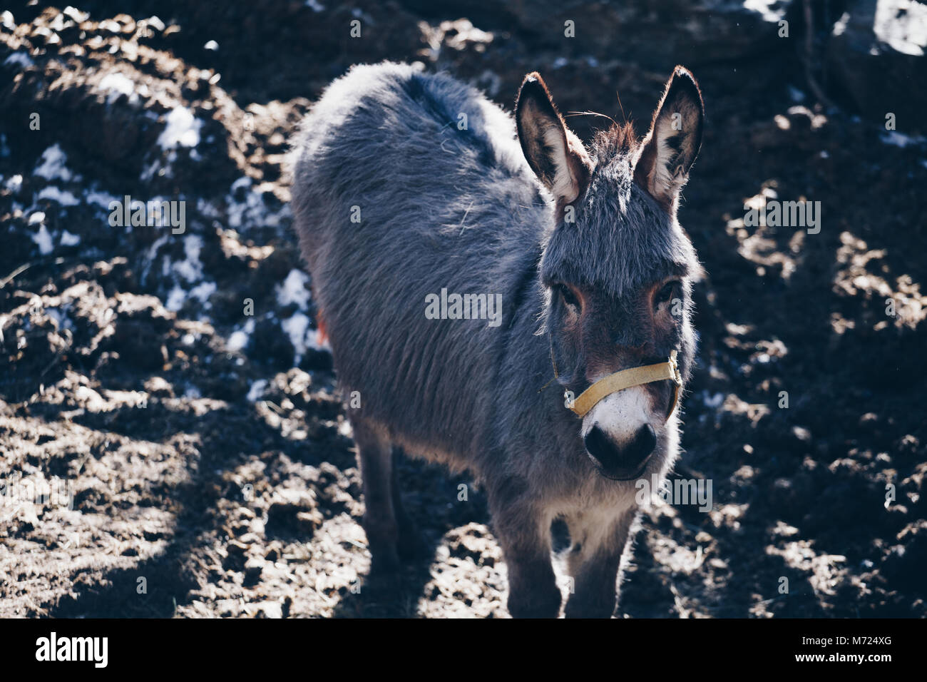 Portrait of a donkey on farm Stock Photo - Alamy