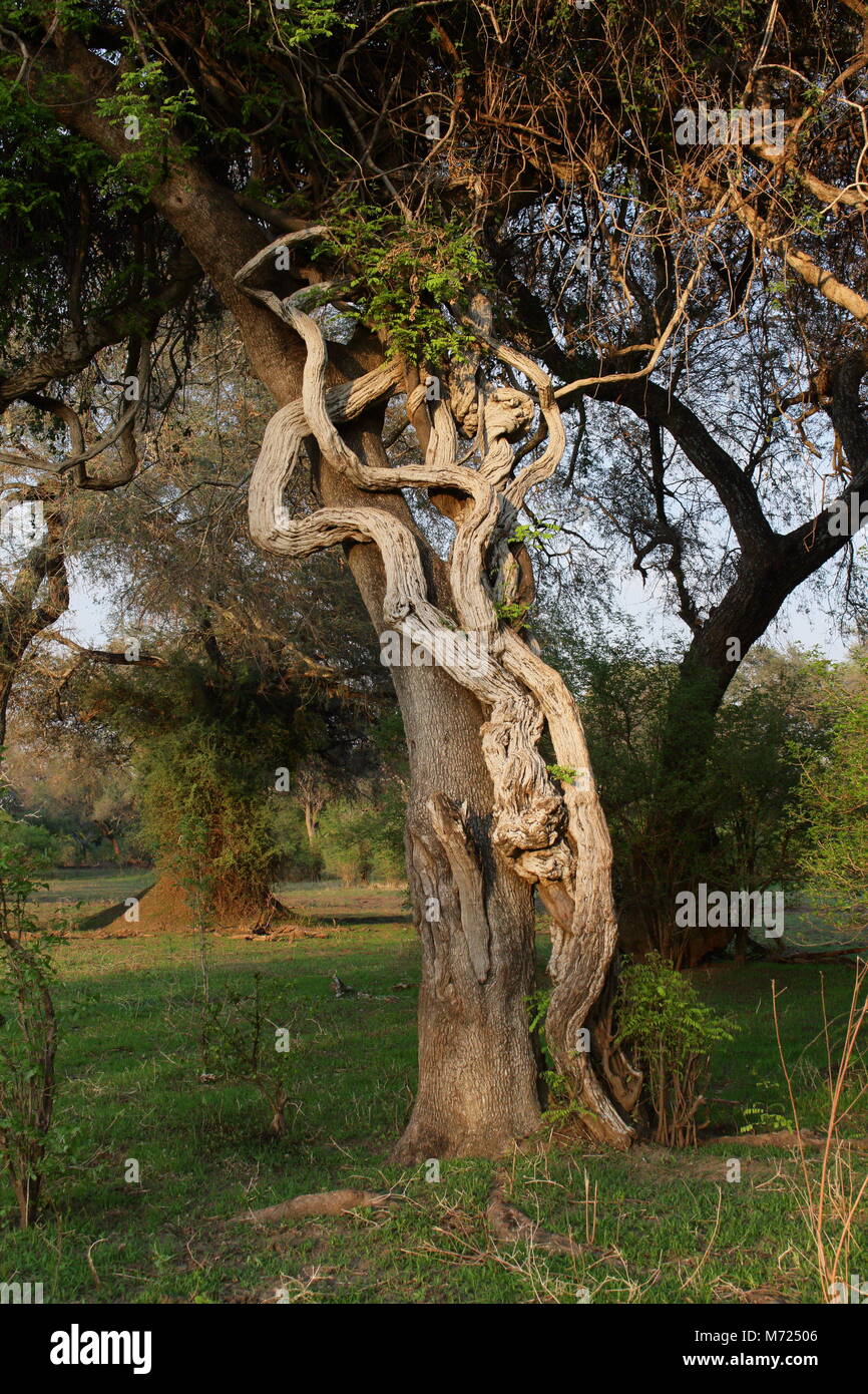 Grumpy face hi-res stock photography and images - Alamy