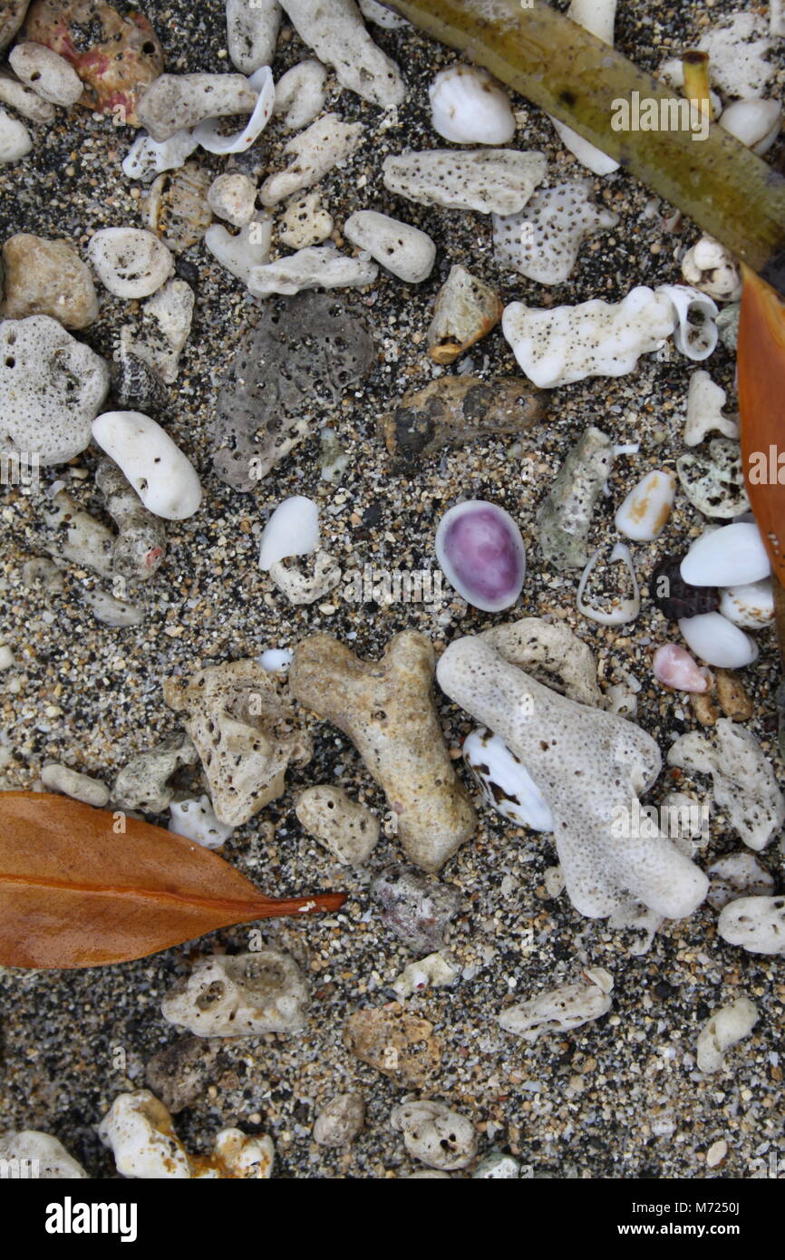 Sea shells at the beach Stock Photo - Alamy