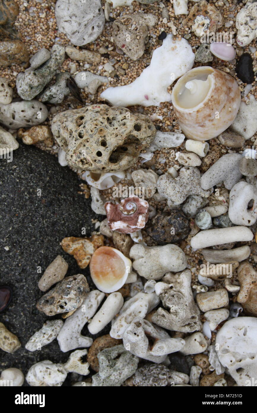 Sea shells at the beach Stock Photo - Alamy