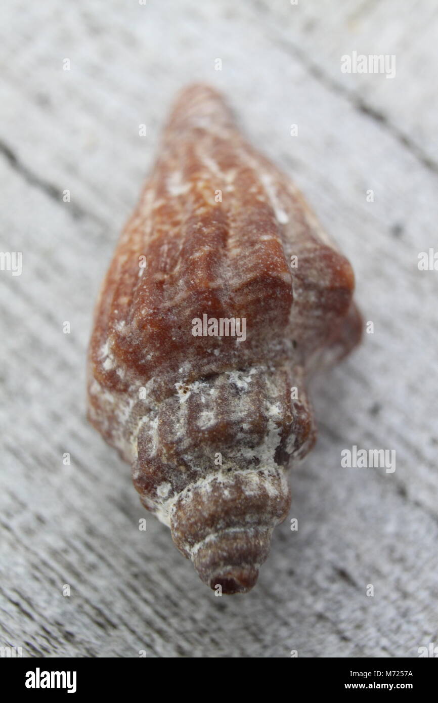 Tropical sea shells from Bali Stock Photo - Alamy