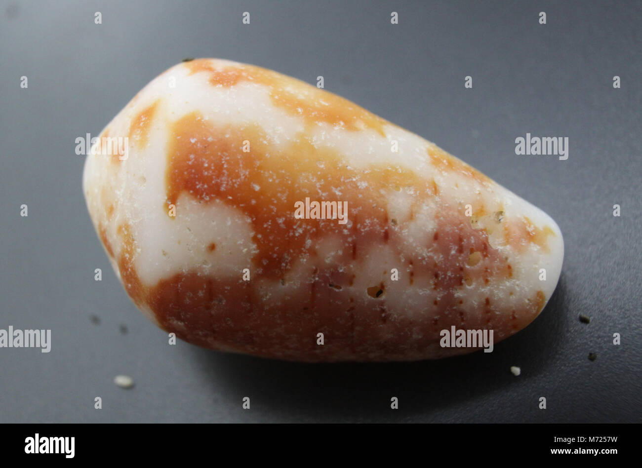 Tropical sea shells from Bali Stock Photo - Alamy