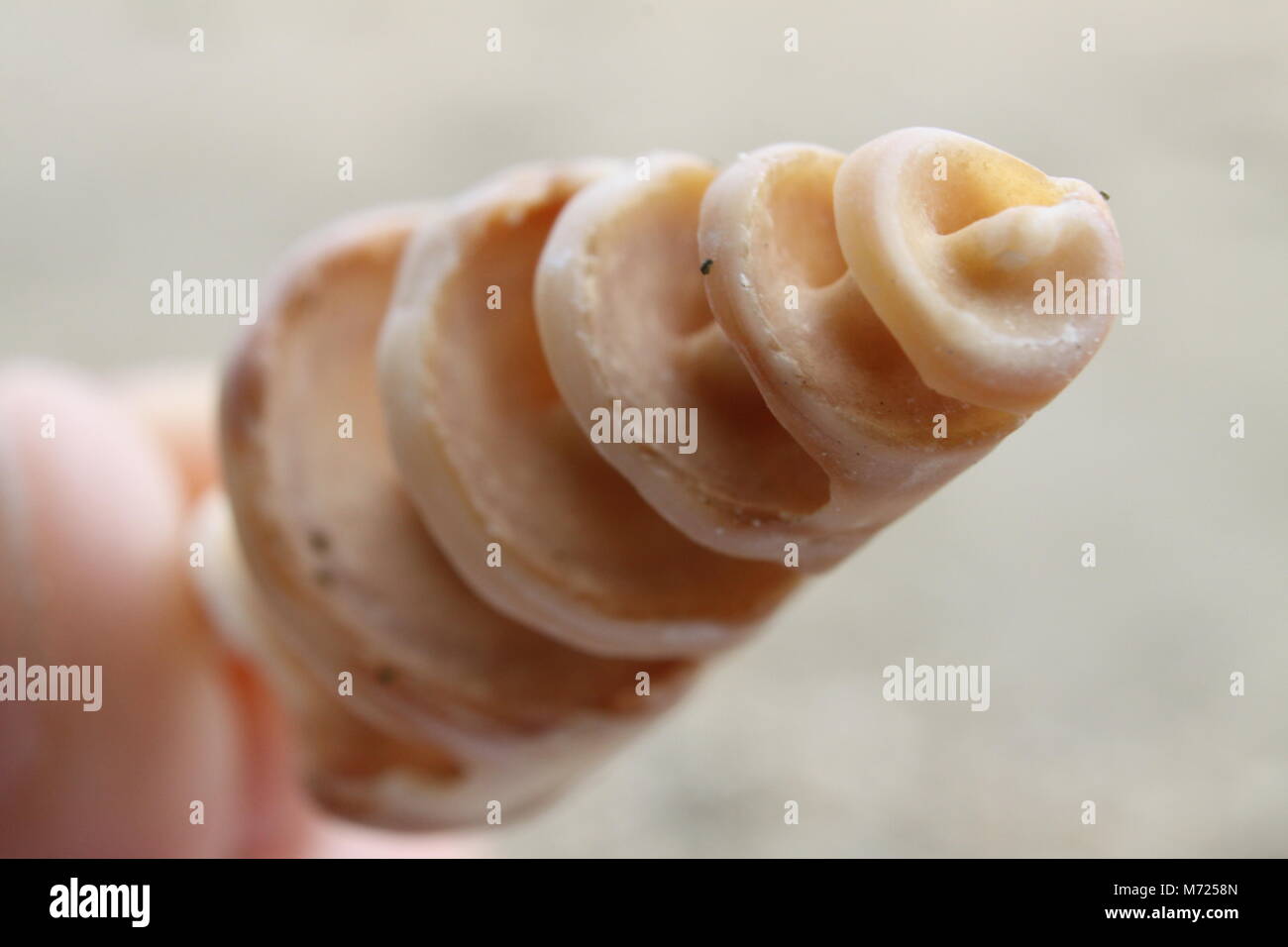 Tropical sea shells from Bali Stock Photo - Alamy