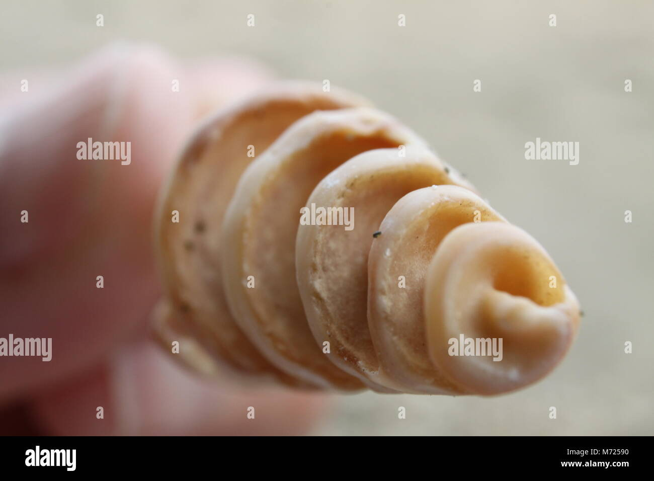 Tropical sea shells from Bali Stock Photo - Alamy