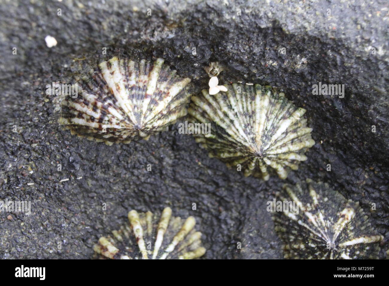 Tropical sea shells from Bali Stock Photo - Alamy