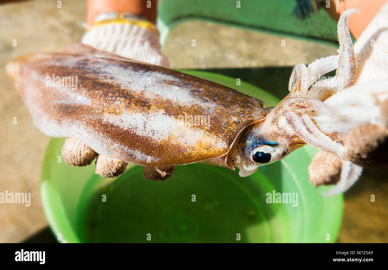 Sweet squid hi-res stock photography and images - Alamy