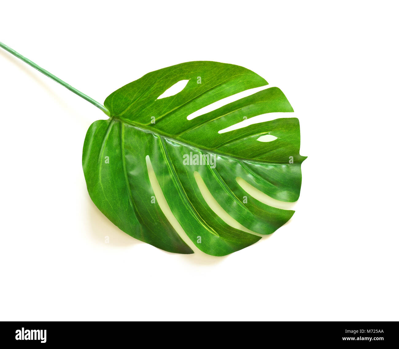 Large palm leaf hi-res stock photography and images - Alamy
