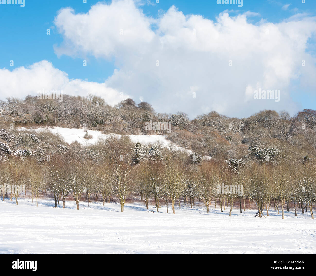 Snow covered woodland and hillside Stock Photo - Alamy