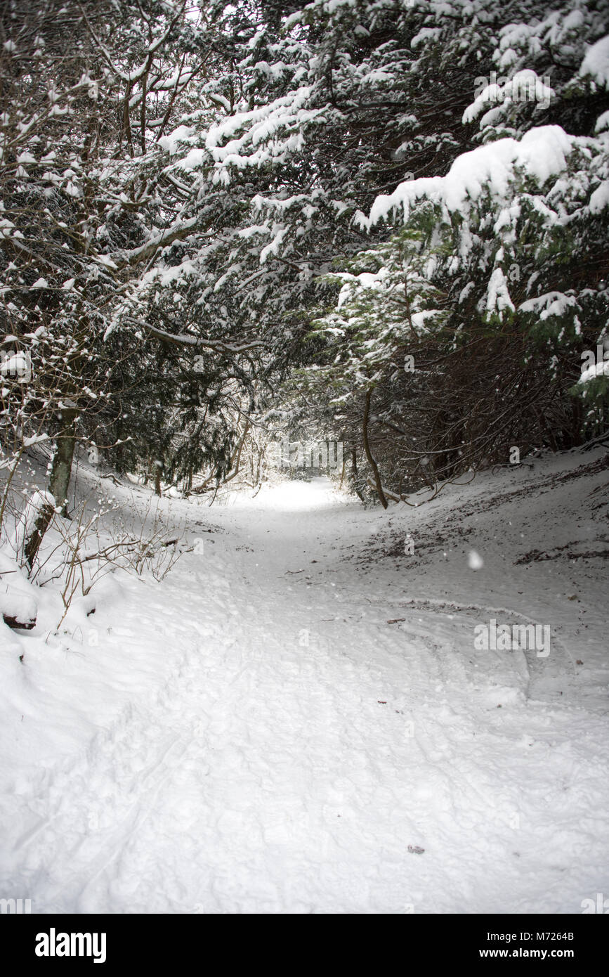 Snowing and forest hi-res stock photography and images - Alamy