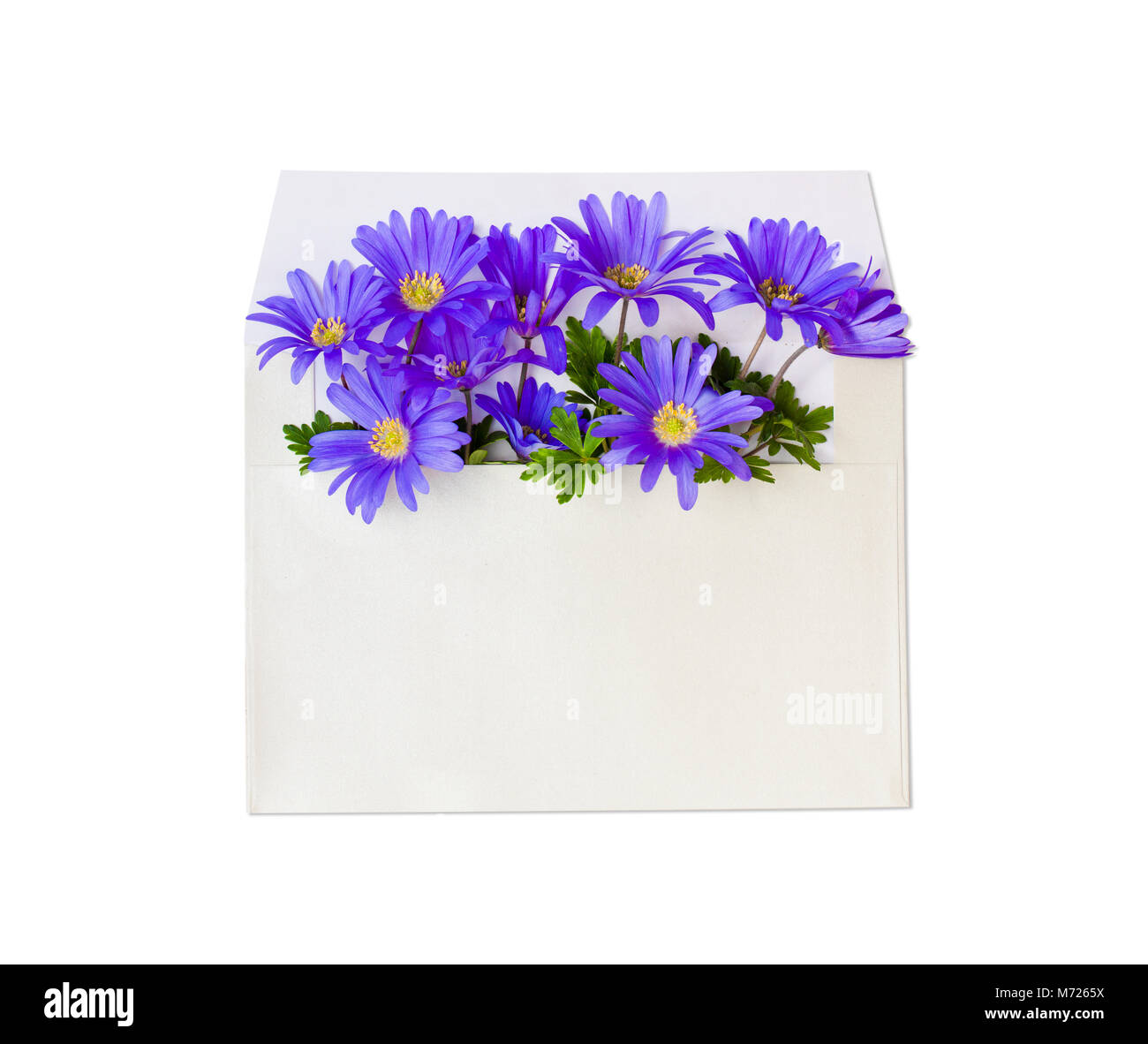 Flowers in envelope on the white background Stock Photo - Alamy
