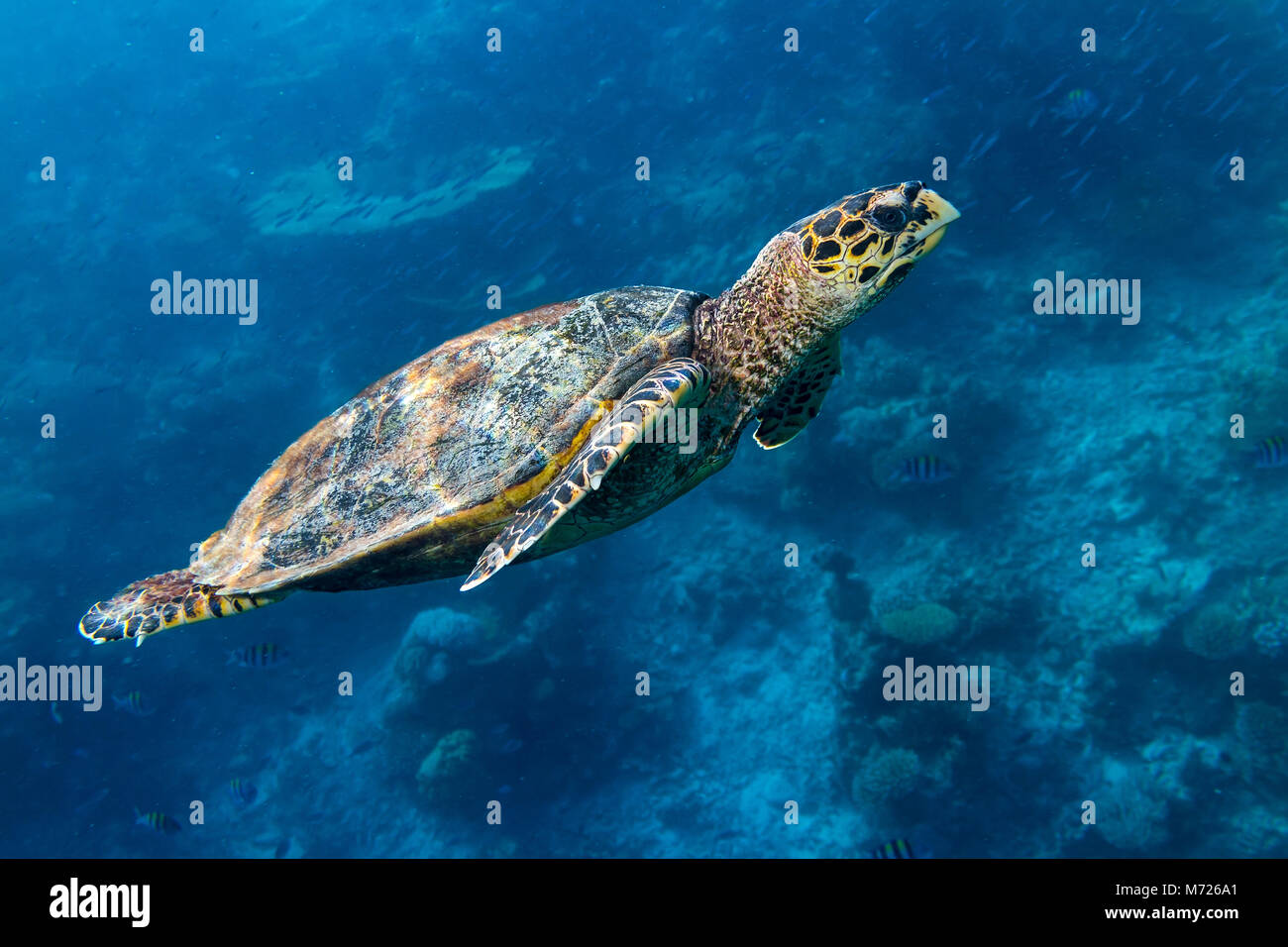 hawksbill sea turtle dive swim in the deep blue ocean in front of ...
