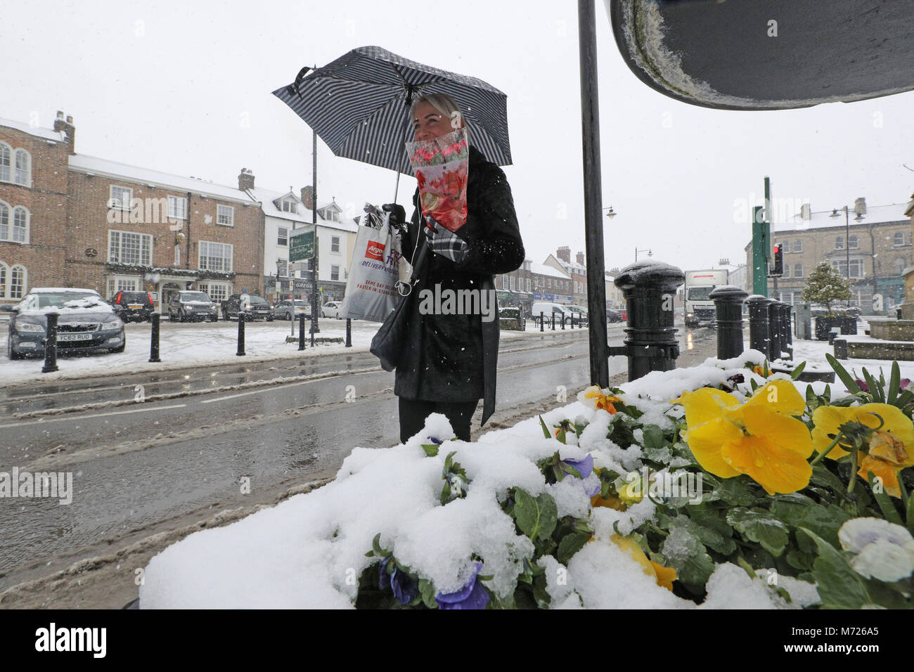 Flowers through the melting snow Thirsk in North Yorkshire. Weather ...