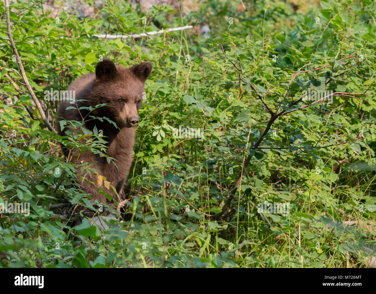 Bear Cub Walks Through Forest Foliage in Wyoming Mountains Stock Photo ...