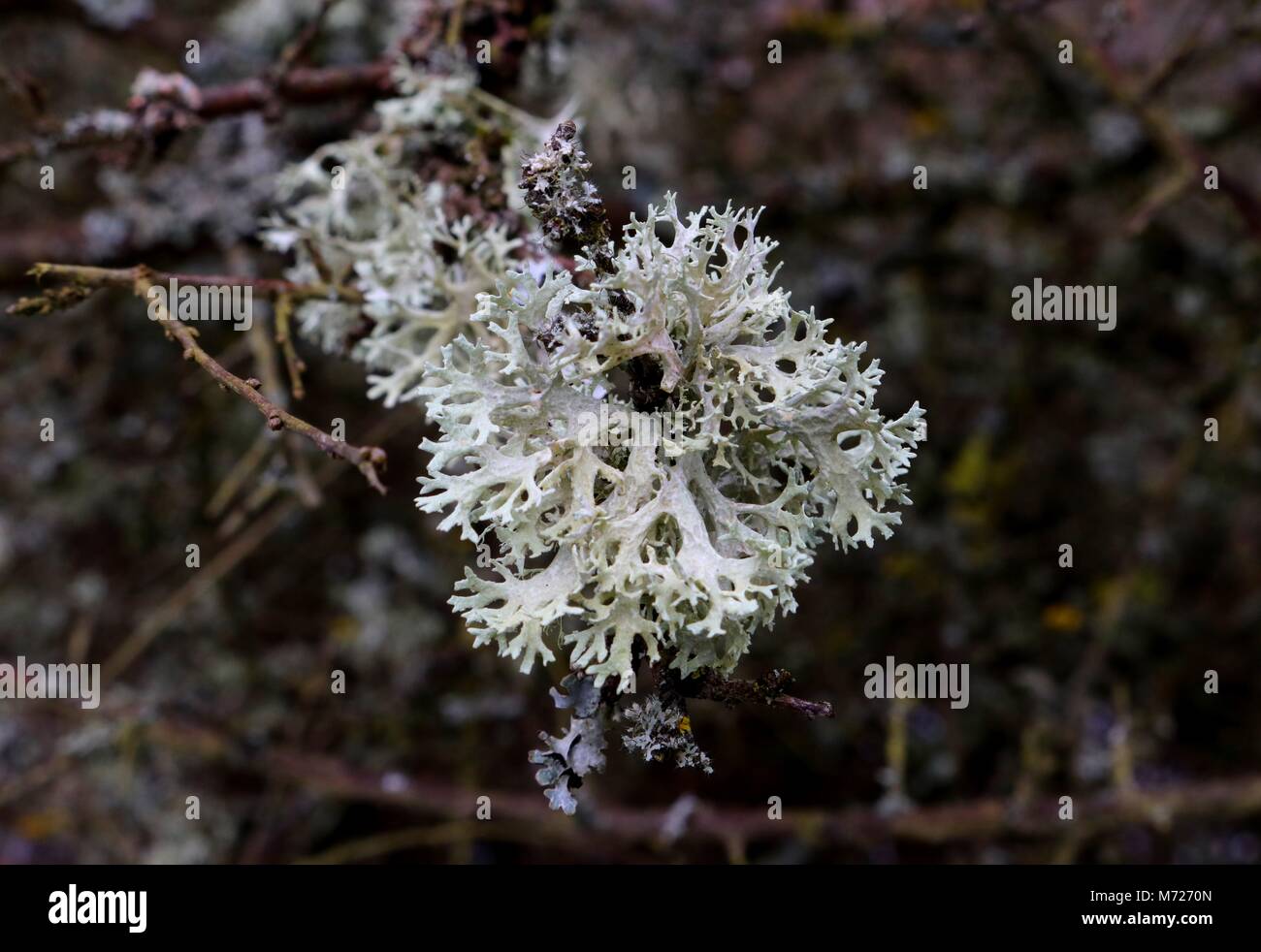 Grey lichen close up Stock Photo - Alamy
