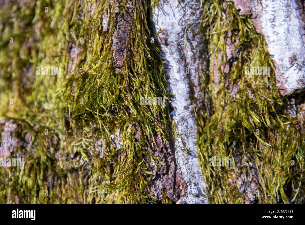 Moss covered silver birch tree hi-res stock photography and images - Alamy