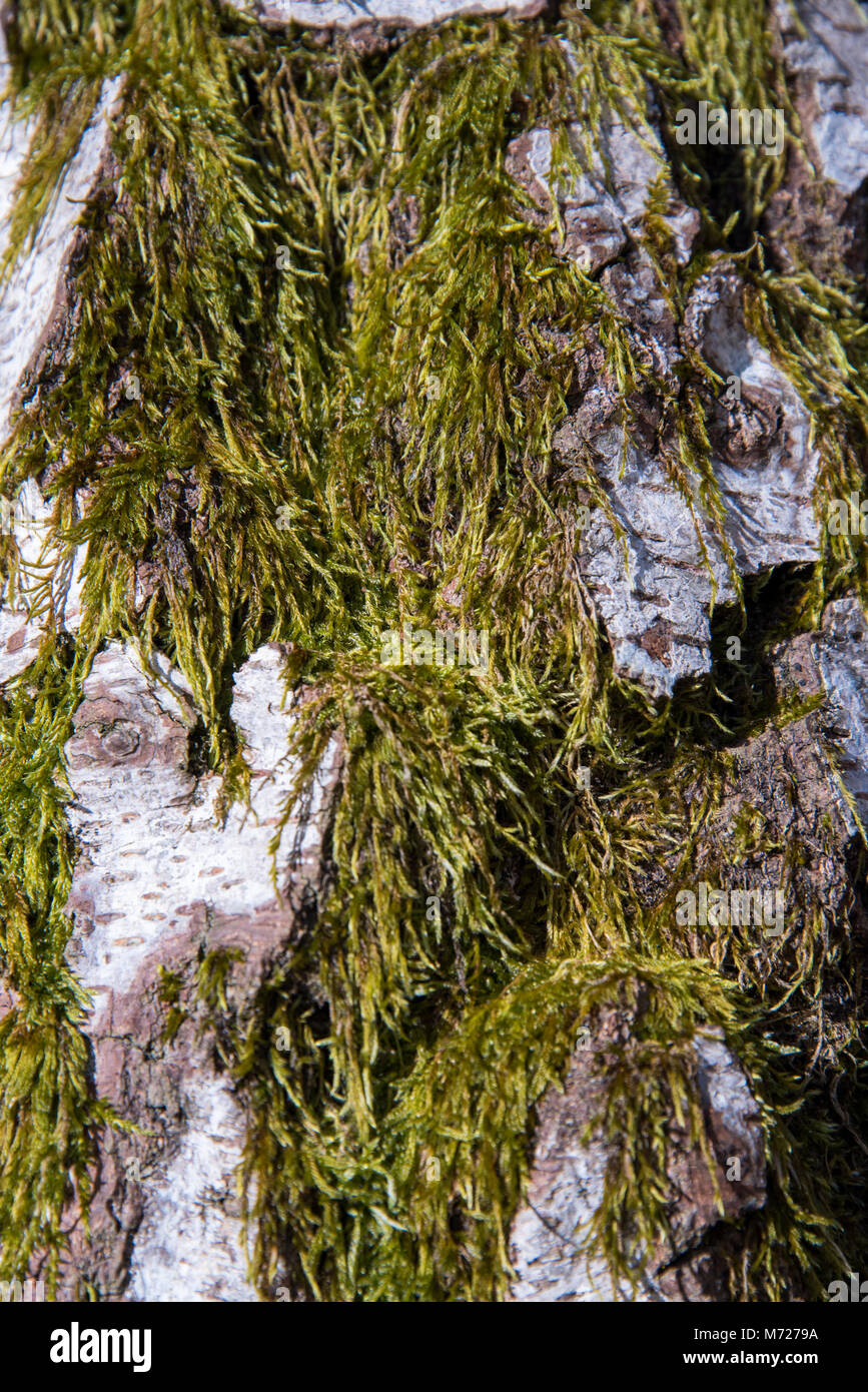 Moss covered Silver Birch tree trunk - Close up Stock Photo - Alamy