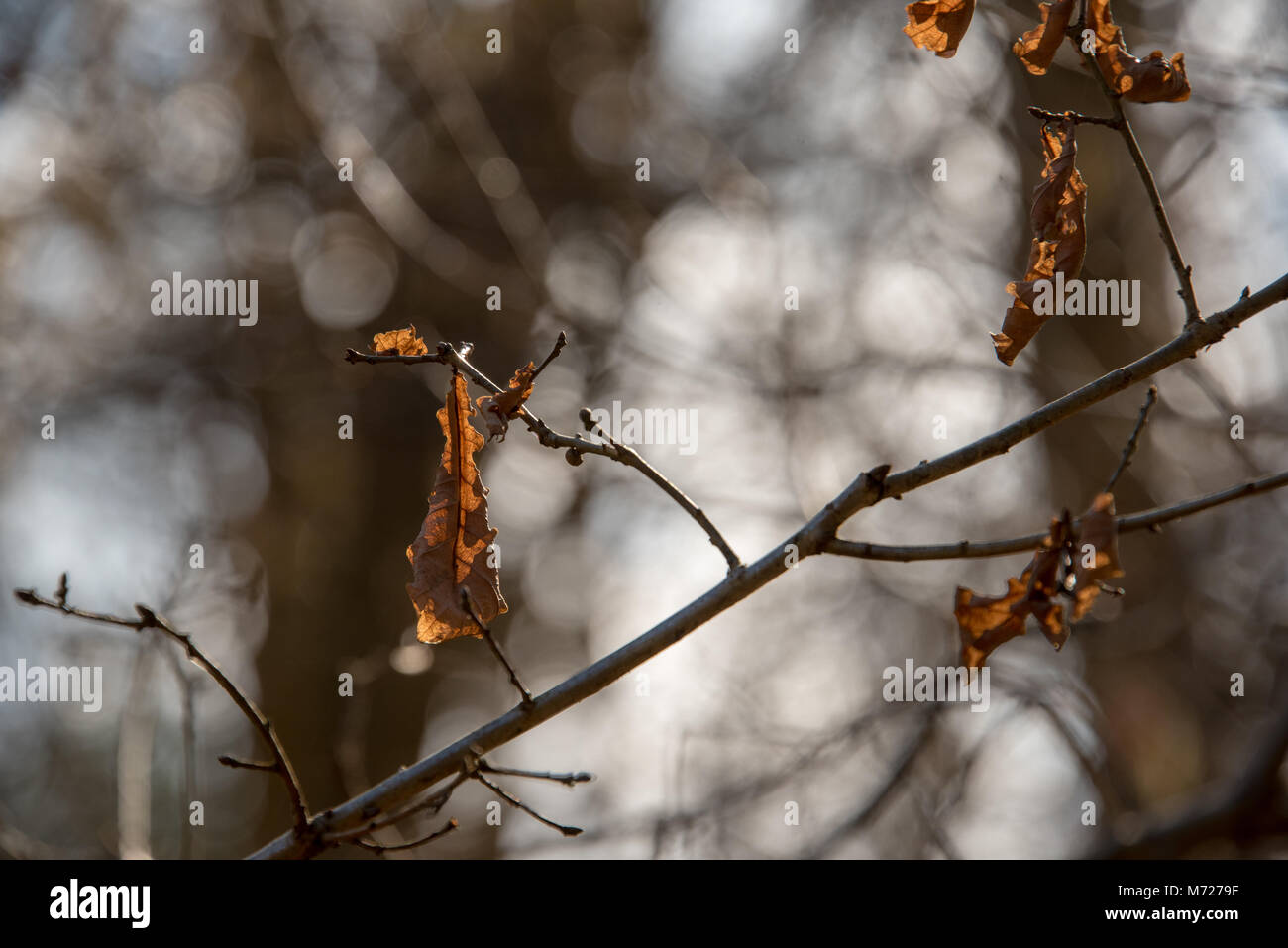 Dried Beech tree leaves in sunlight - UK Stock Photo - Alamy